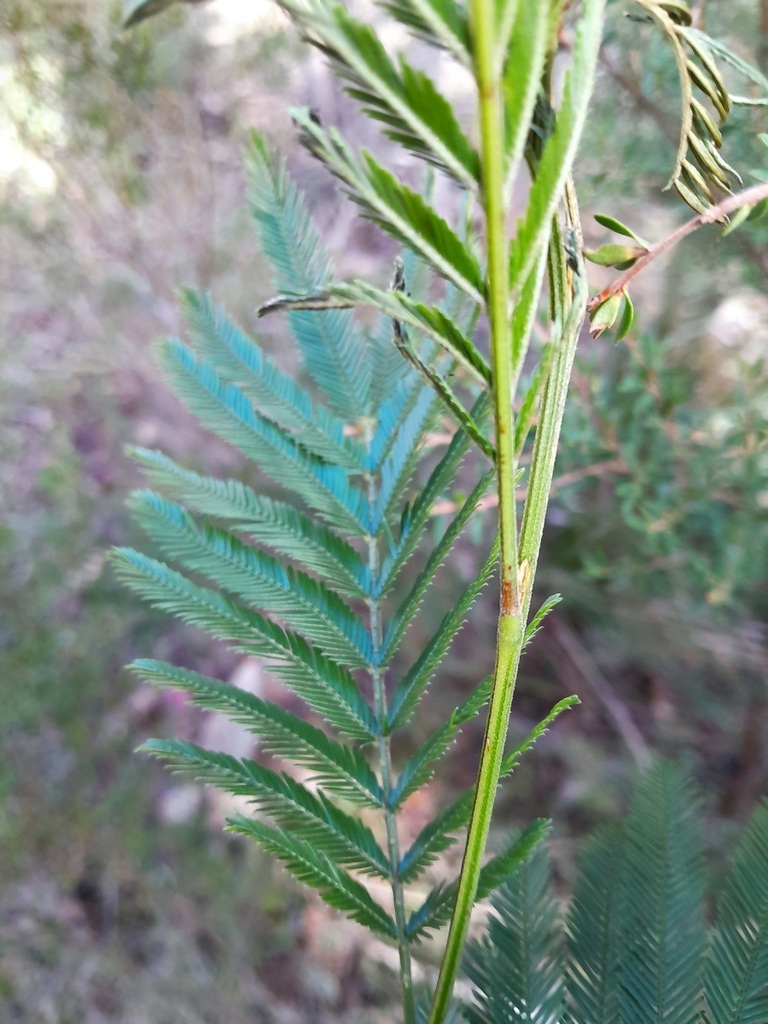 black wattle from Lidsdale State Forest NSW 2845, Australia on June 25 ...