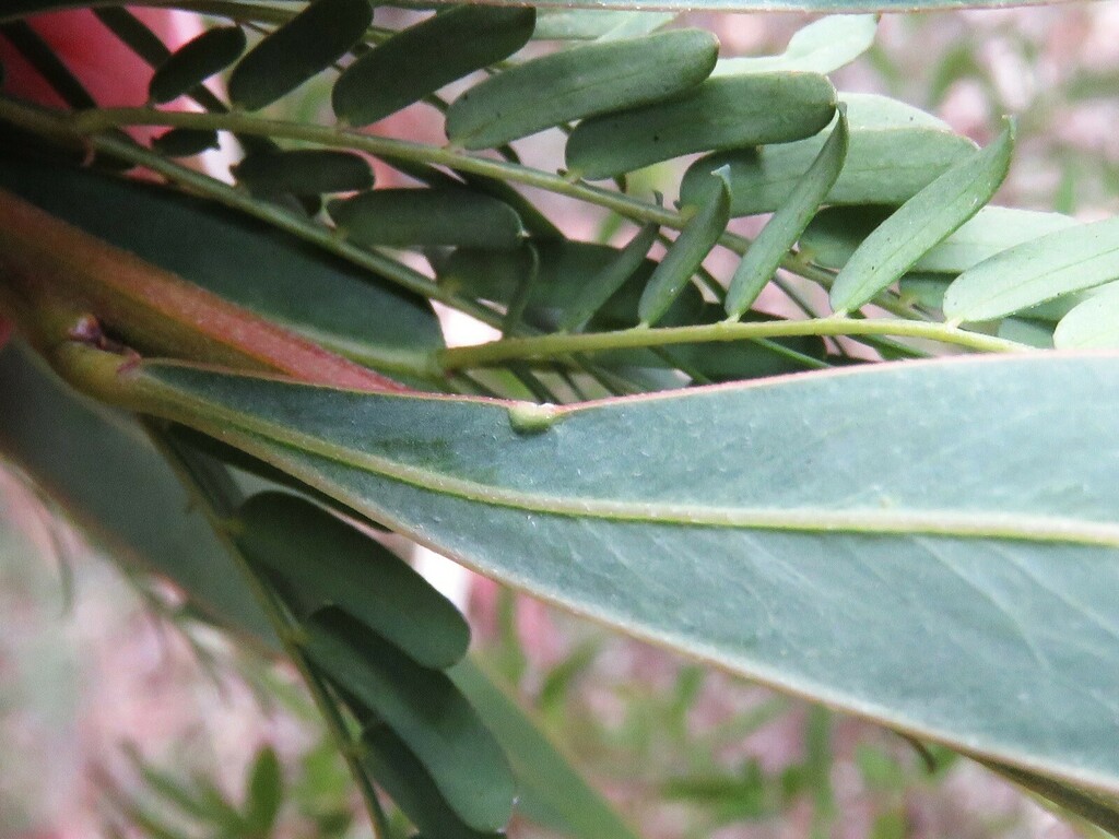 Red Stem Wattle from Gardens of Stone SCA Lidsdale NSW 2790, Australia ...