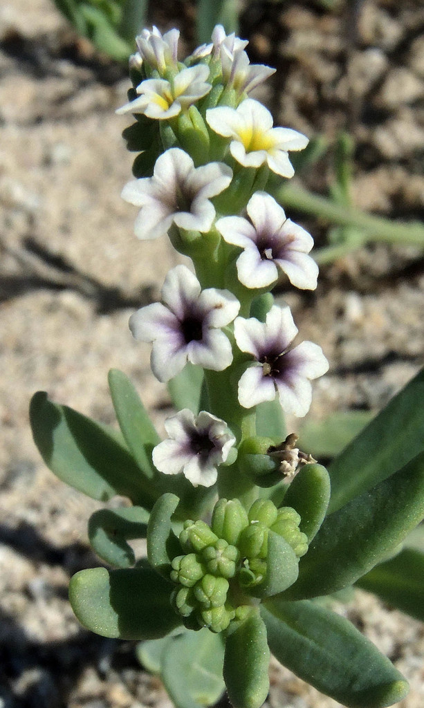 alkali heliotrope from La Paz, B.C.S., México on December 7, 2018 at 02 ...