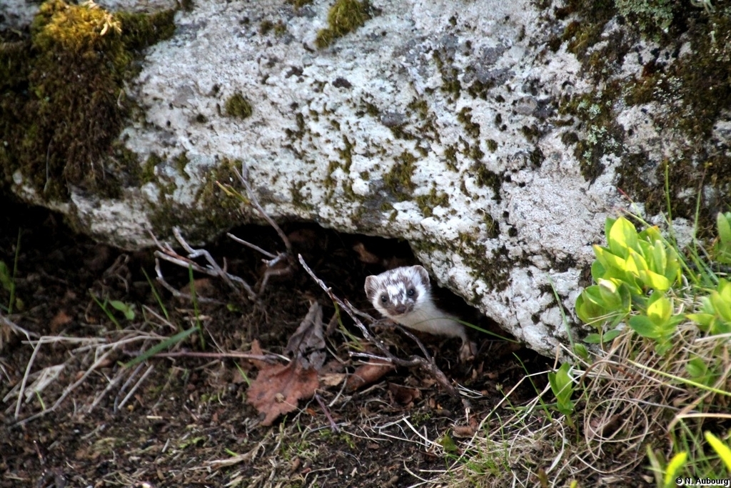 Eurasian Stoat from Jokkmokk, Suède on July 10, 2015 by Nikolas AUBOURG ...