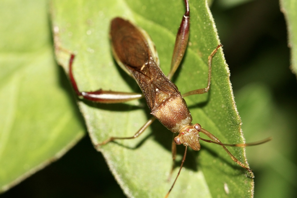 Texas Bow-legged Bug from W Martin Luther King Dr, San Marcos, TX, US ...