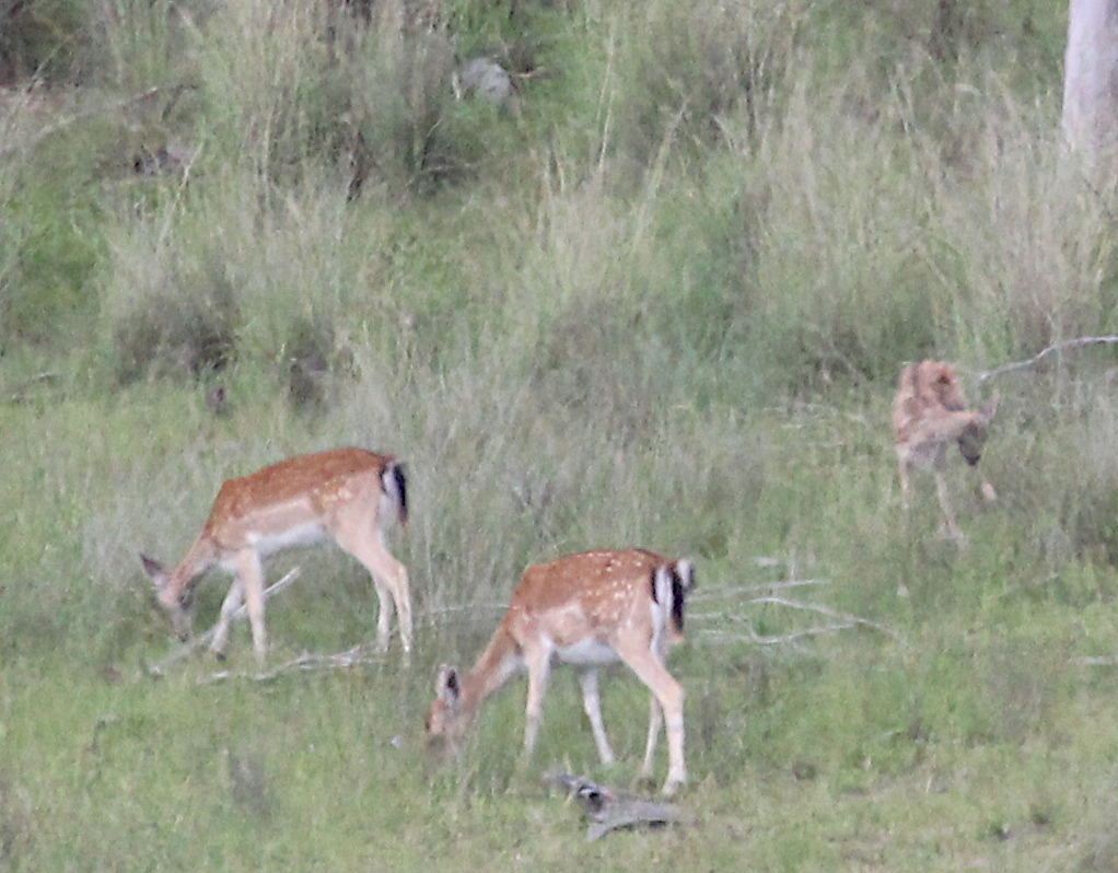 European Fallow Deer from Ballandean QLD 4382, Australia on January 6 ...