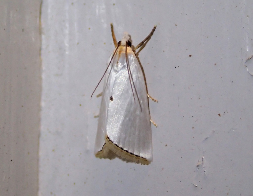 Snowy Urola Moth from Ellicott City, MD, USA on June 7, 2023 at 09:29 ...