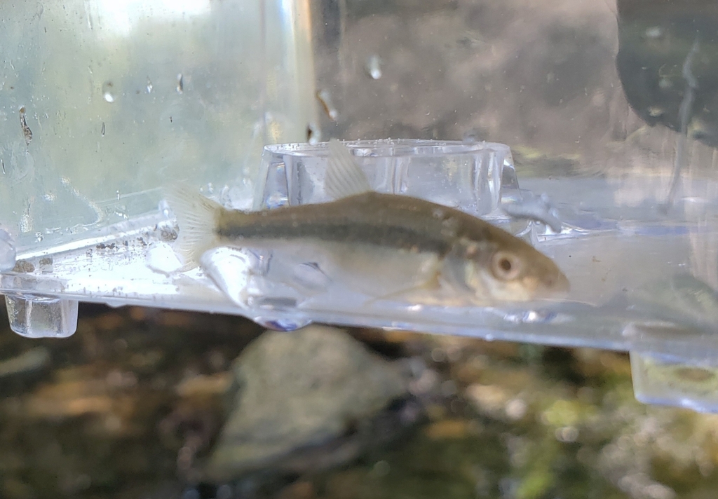 North American Minnows from Duncanville, TX 75137, USA on June 25, 2023 ...