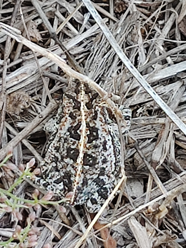 Oak Toad from Bokeelia, FL 33922, USA on June 25, 2023 at 07:17 PM by ...