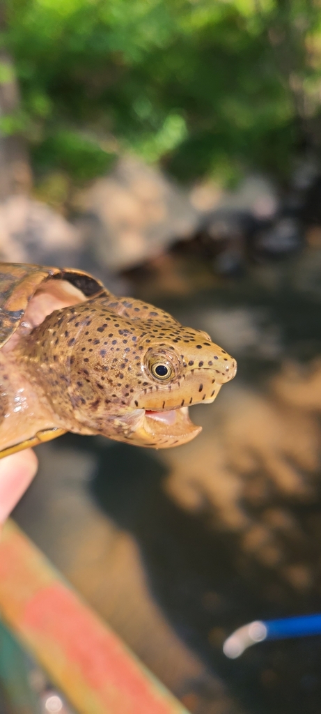 Loggerhead Musk Turtle from Columbus, GA 31909, USA on June 25, 2023 at ...