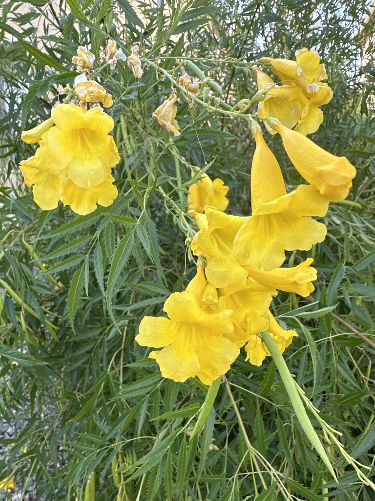 yellow trumpet flower from N 53rd Dr, Phoenix, AZ, US on June 25, 2023 ...