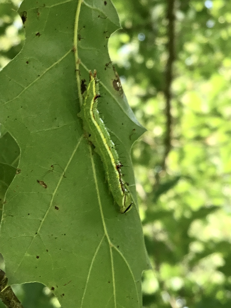 Variable Oakleaf Caterpillar Moth from Columbia County, AR, USA on June ...