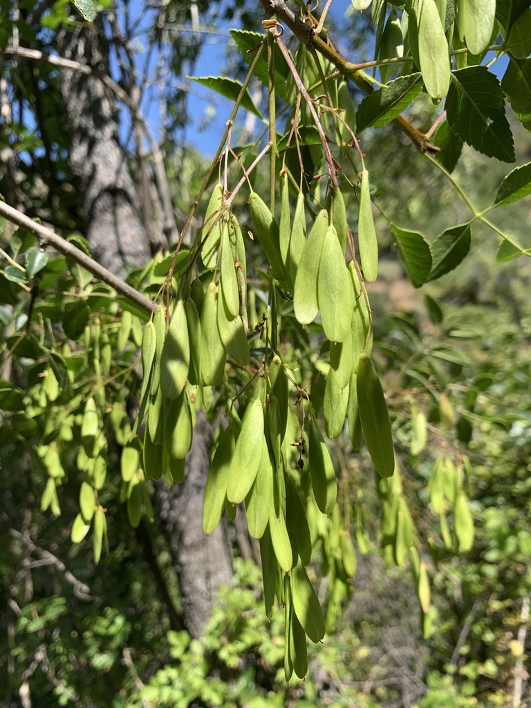 California Ash from Mount Diablo State Park, Clayton, CA, US on June 25 ...