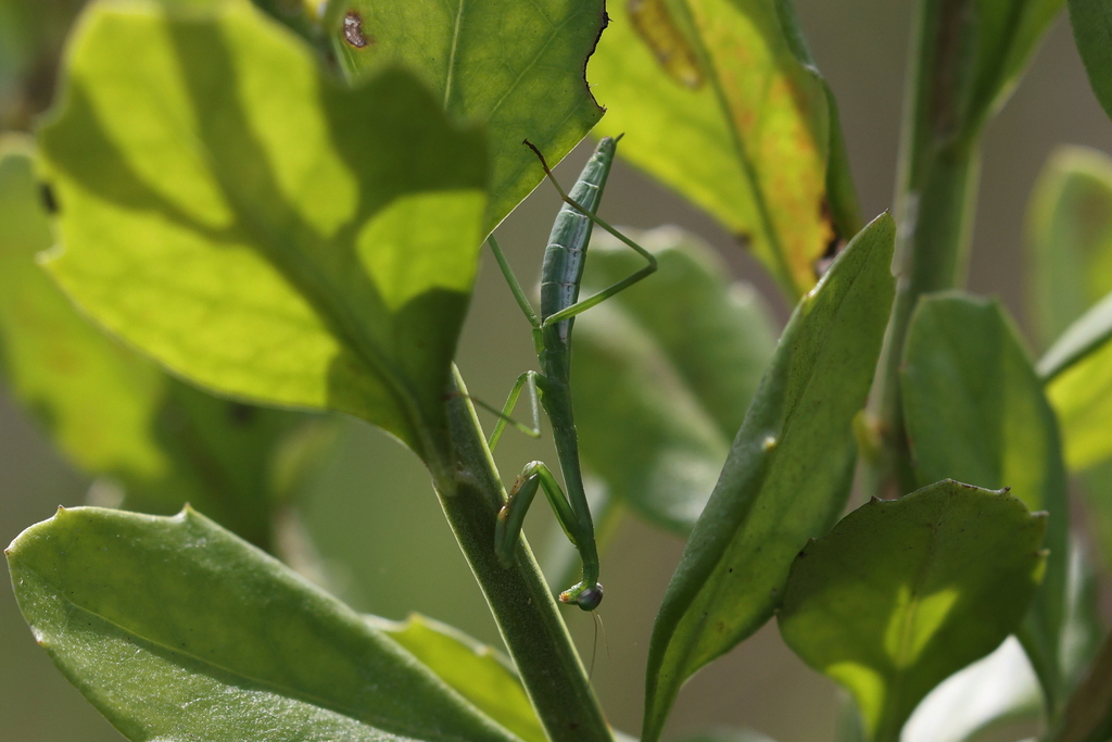 Mantids from Miami-Dade County, FL, USA on May 29, 2023 at 11:09 AM by ...