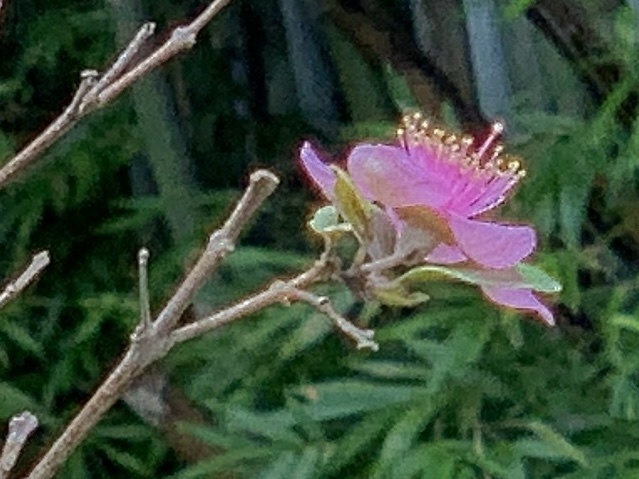 Rose Myrtle from Po Kau Forest Walks Brown Walk, Tai Po Kau, New ...