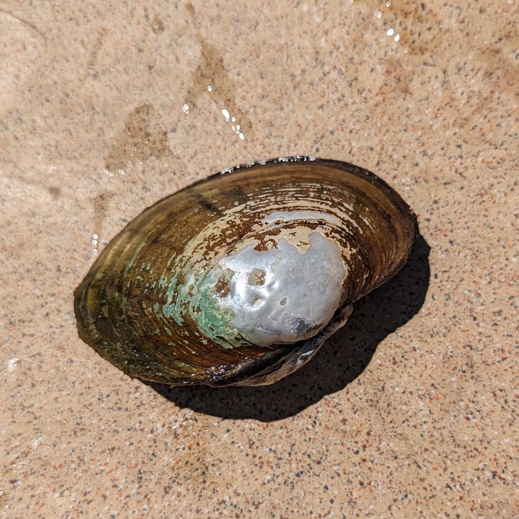 Plain Pocketbook from Cullen Township, MO, USA on June 25, 2023 at 02: ...