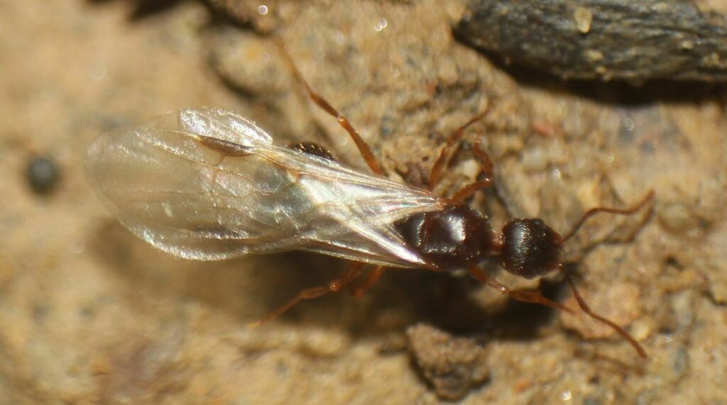 Carolina Collared Ant from Dade County, GA, USA on June 25, 2023 by ...