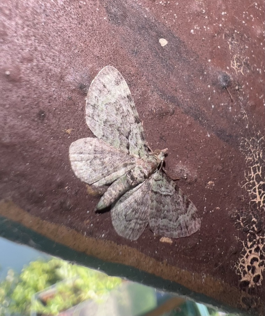 Green Pug from Fernwood Rd, Victoria, BC, CA on June 25, 2023 at 05:54 ...