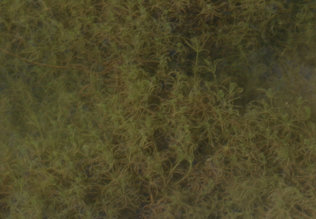 muskgrass from Boonah, Queensland, Australia on June 24, 2023 at 12:46 ...
