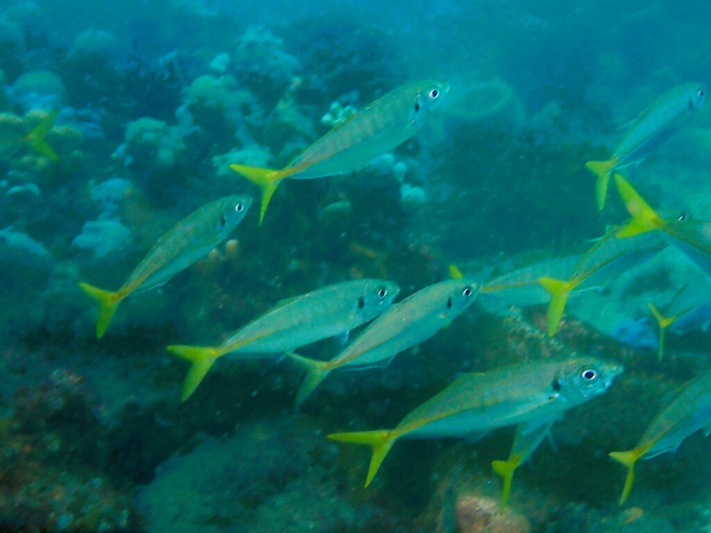 Yellowtail Scad from Port Stephens NSW 2319, Australia on November 30 ...