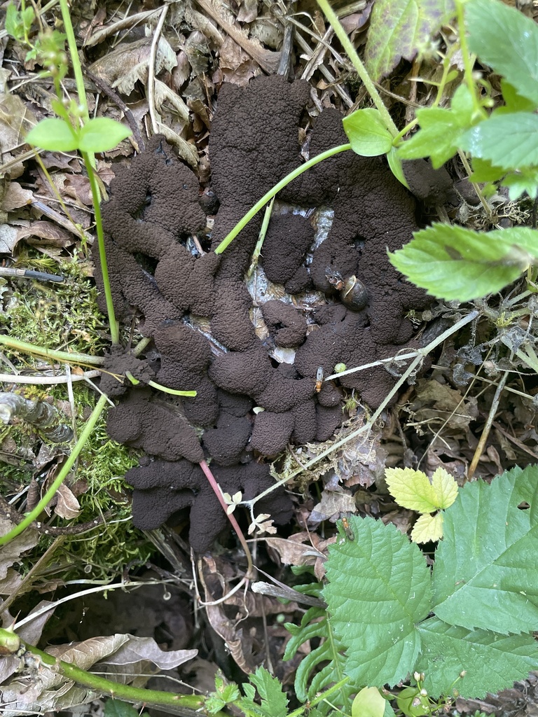 Tapioca Slime Mold from 79th Ave SE, Tumwater, WA, US on June 25, 2023 ...