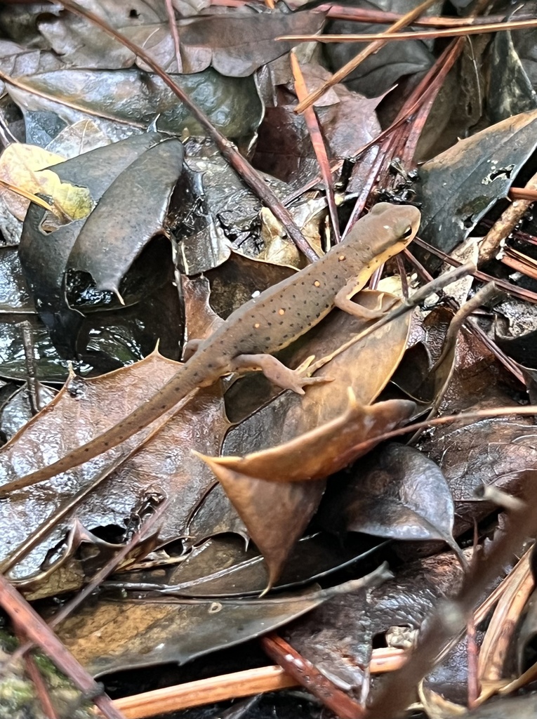 Eastern Newt from Poor House Ln, Bruington, VA, US on June 24, 2023 at ...