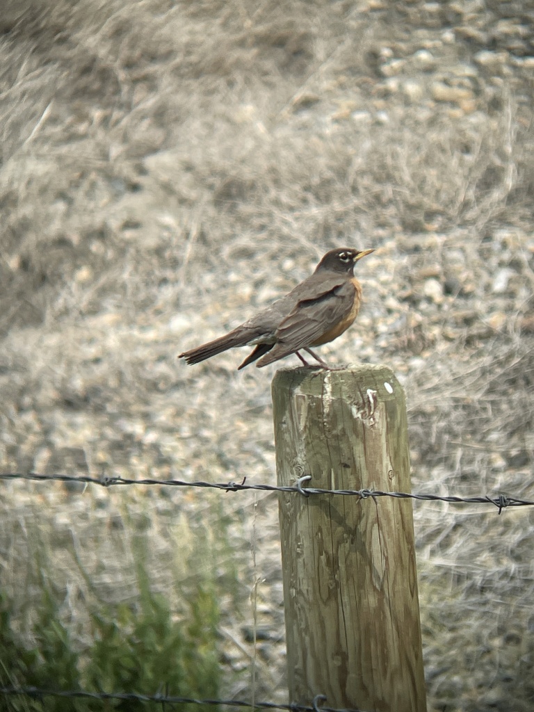 American Robin from Division No. 6, CA-AB, CA on June 24, 2023 at 03:14 ...