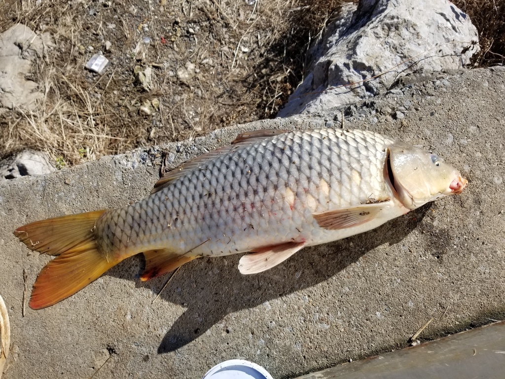 European Carp from Cumberland City, TN 37050, USA on December 16, 2018 ...