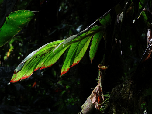 Columnea chocoensis · iNaturalist