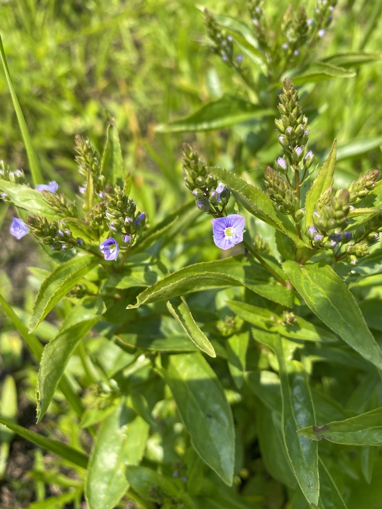 blue water-speedwell from Door County, WI, USA on June 17, 2023 at 01: ...