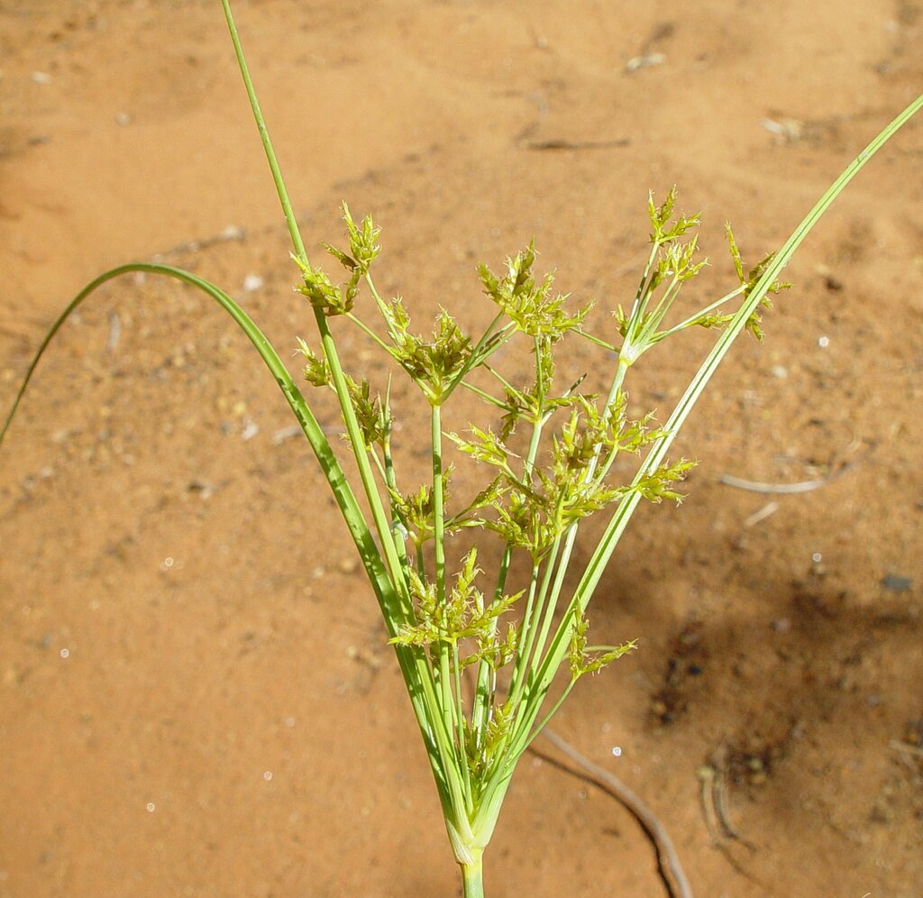 Cyperus ixiocarpus from Yannarie WA 6710, Australia on May 4, 2004 by ...