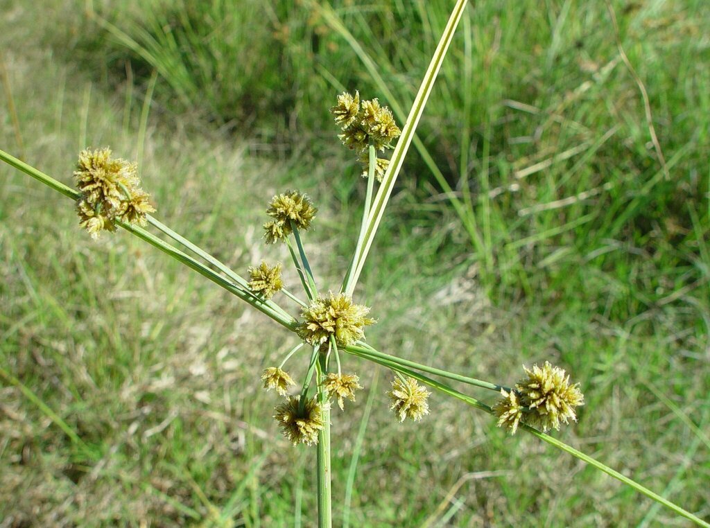 Cyperus carinatus from Gingerah WA 6725, Australia on July 3, 2005 by ...