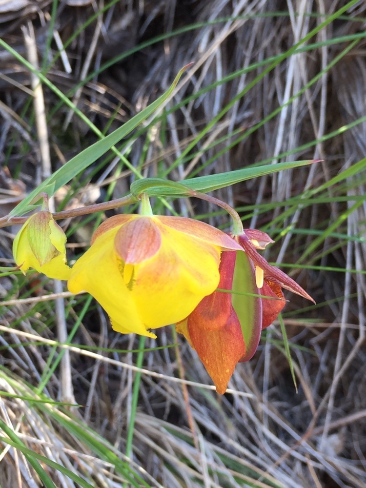 Mount Diablo fairy-lantern in June 2023 by steve-beatty. Still going at ...