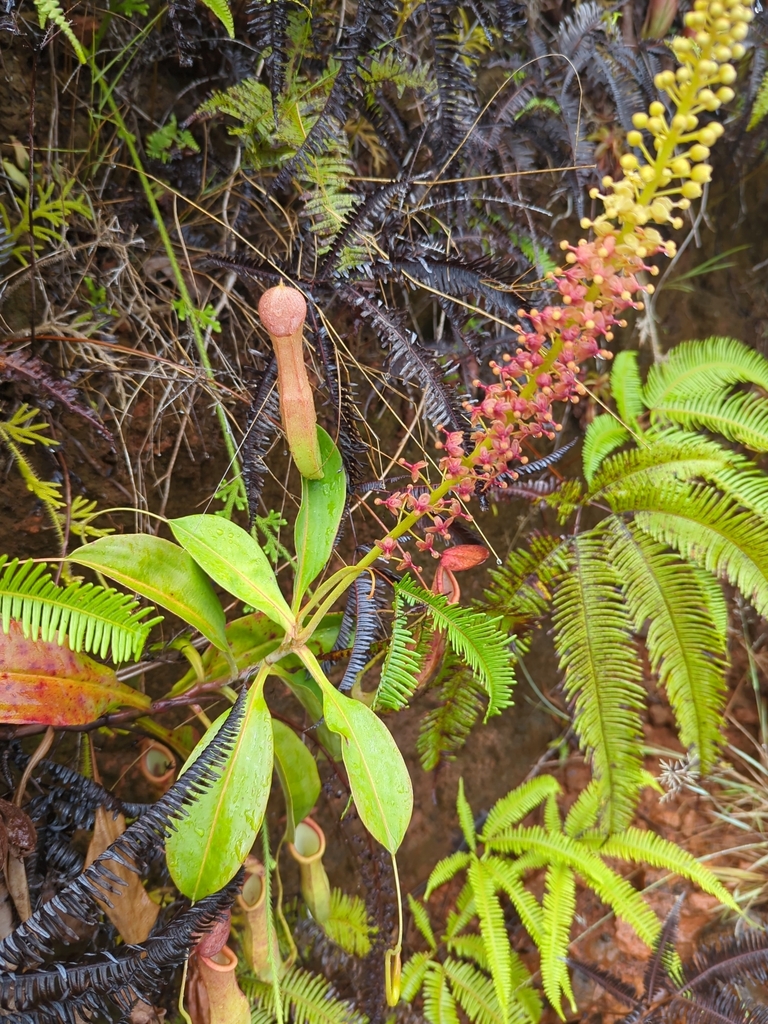 Common Swamp Pitcher-Plant in June 2023 by lemonhead23 · iNaturalist