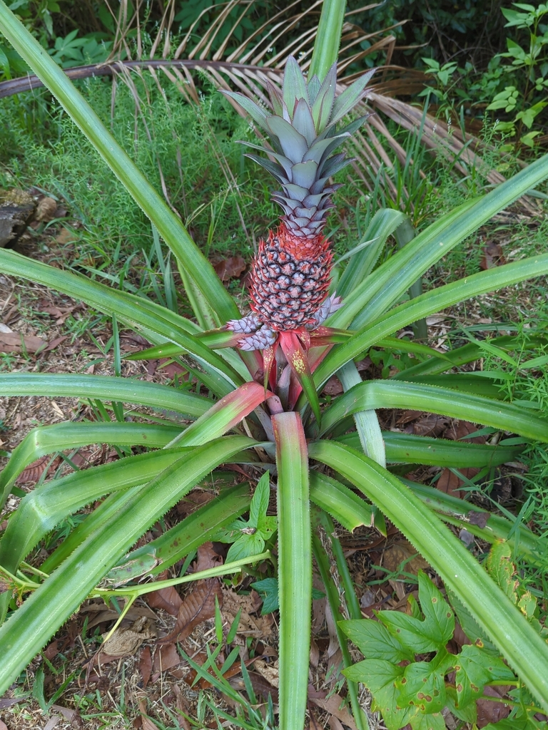 pineapple in June 2023 by lemonhead23 · iNaturalist