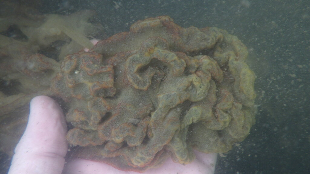 Sea Vomit from Charlotte County, FL, USA on May 31, 2023 at 04:42 PM by ...