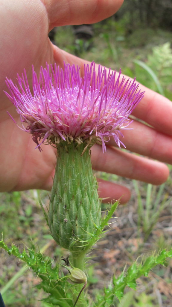 Hill's Thistle in July 2018 by Gwyneth Govers · iNaturalist