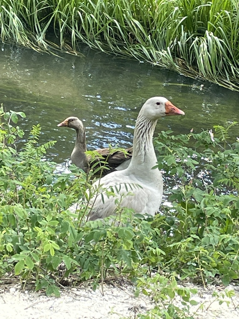 Domestic Greylag Goose from Black Hills National Forest, Hill City, SD ...