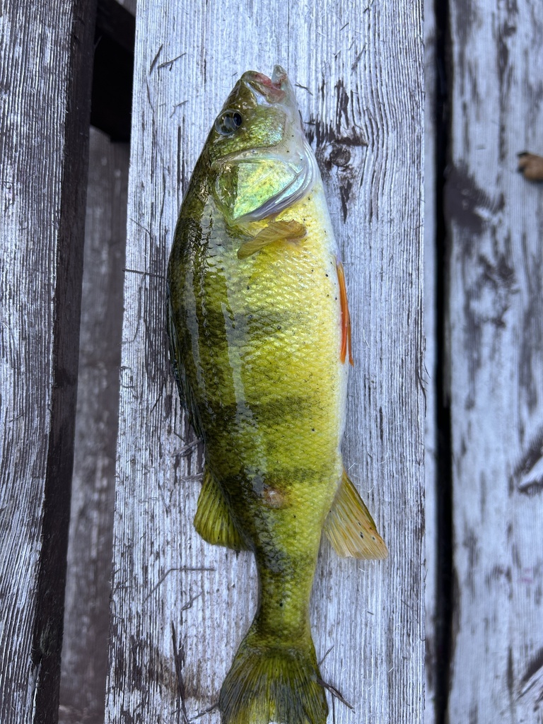 Yellow Perch in June 2023 by Brett Ortler · iNaturalist
