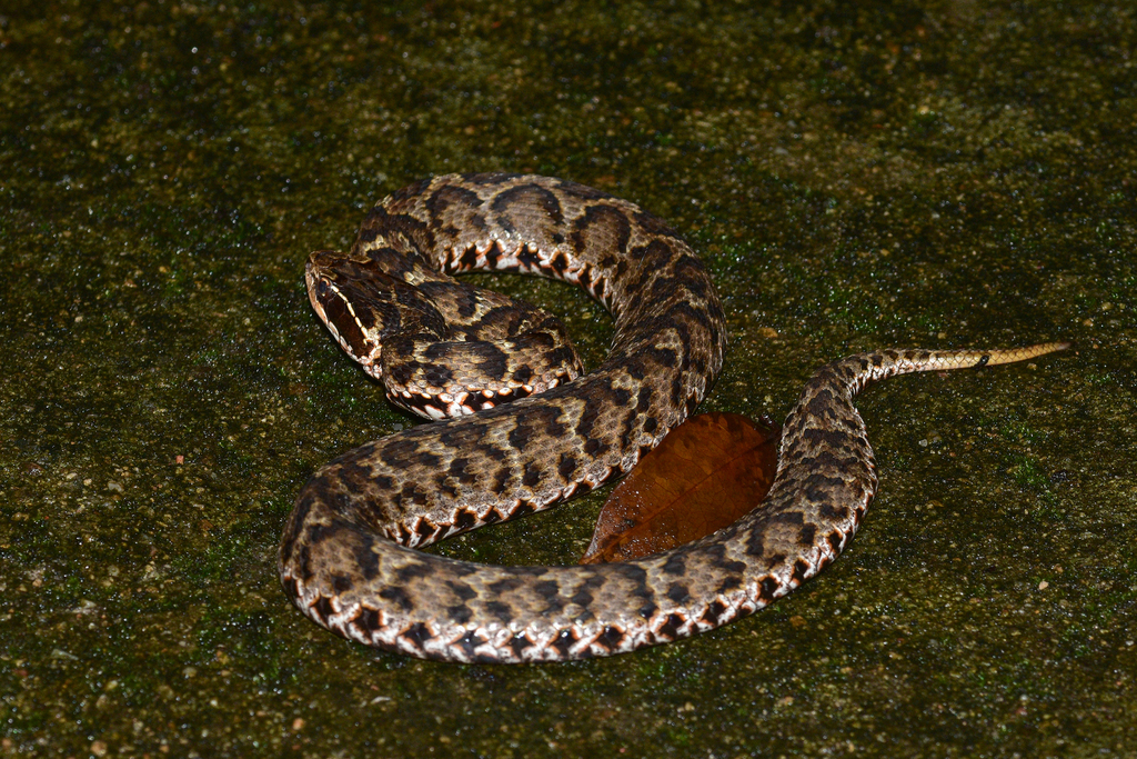 Short-tailed Mamushi from 中国安徽省黄山市休宁县 on June 21, 2023 at 10:49 PM by ...