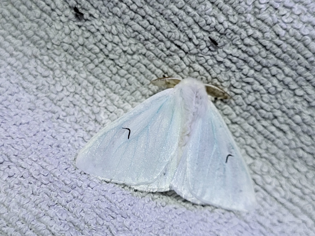 Black V Moth from Schmilka on June 25, 2023 at 12:12 AM by Jean ...