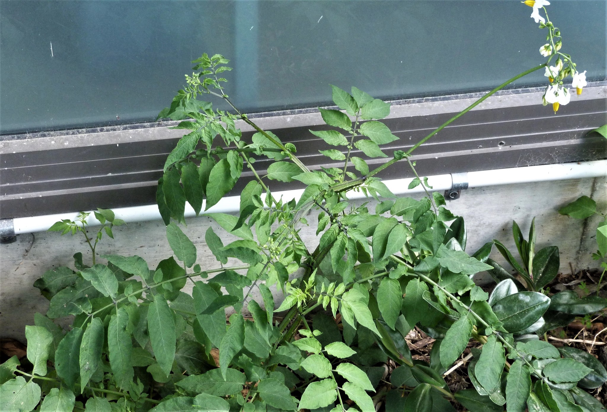 Solanum chacoense Bitter