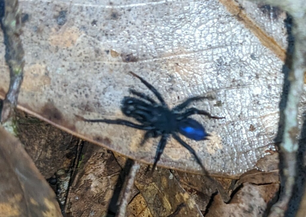 Sphodros abboti from Alachua County, FL, USA on June 25, 2023 at 07:43 ...