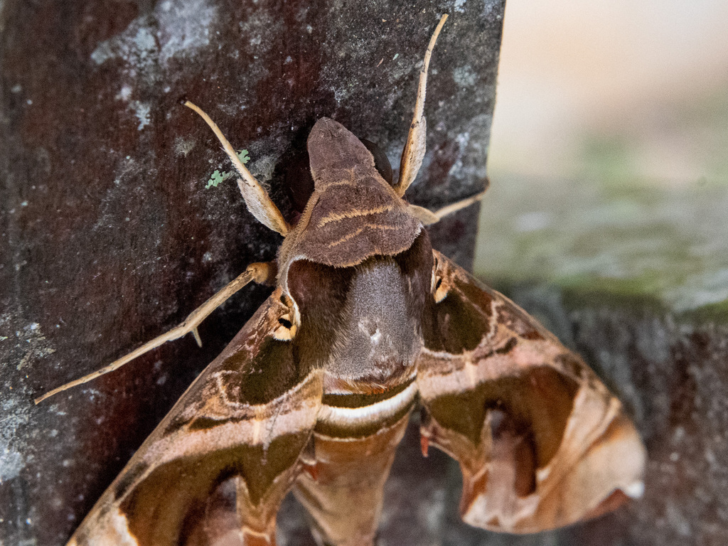 Jade Hawkmoth from Bukit Fraser, 49000 Bukit Fraser, Pahang, Malaysia ...