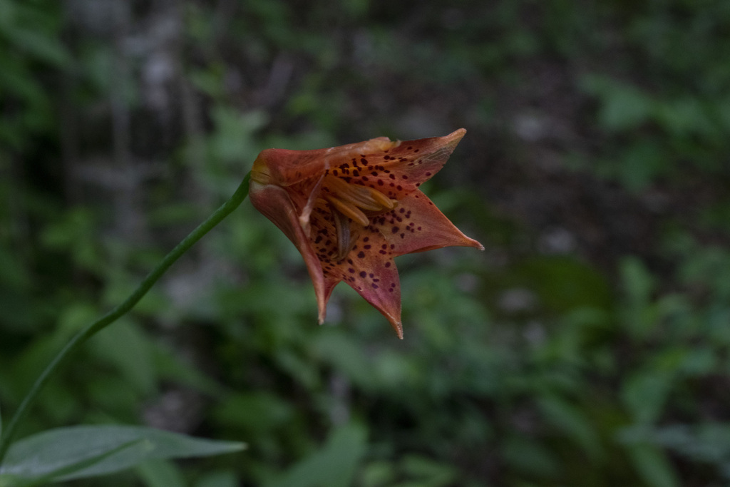 Gray's lily in June 2023 by gman122 · iNaturalist