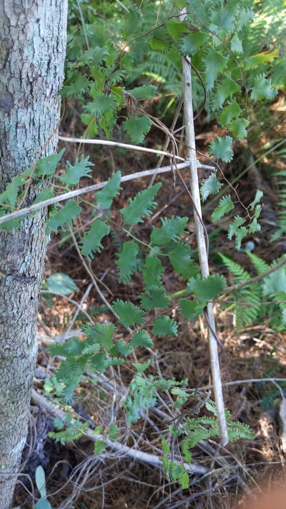 climbing ferns from Glass House Mountains QLD 4518, Australia on June ...