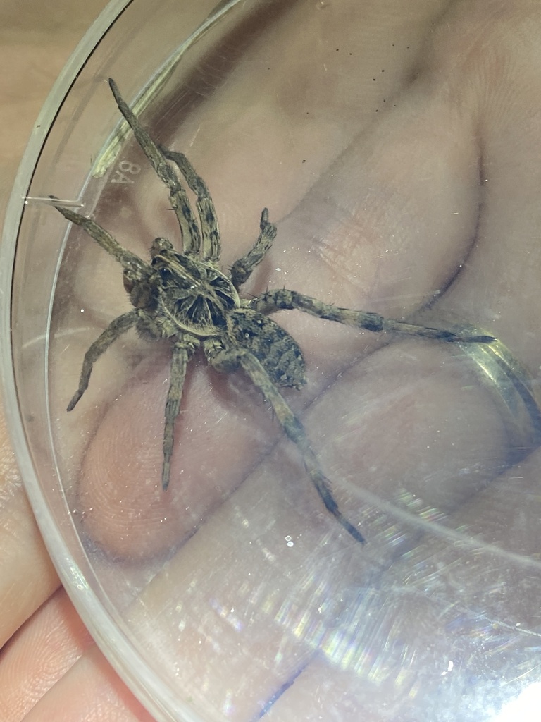 Burrow-living Wolf Spiders from San Miguel Rd, Duncanville, TX, US on ...