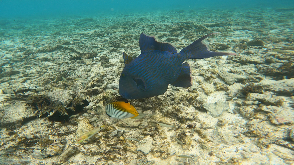 Blue Triggerfish from Rarotonga, Cook Islands on June 27, 2021 at 02:32 ...