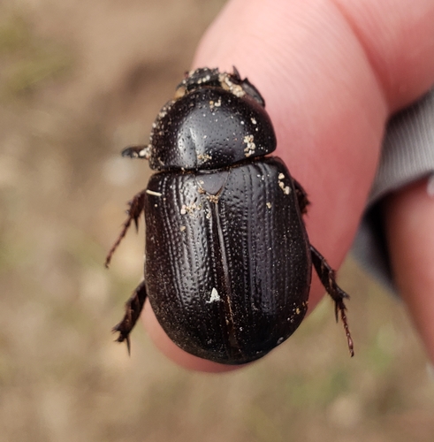Tomarus sallei · iNaturalist