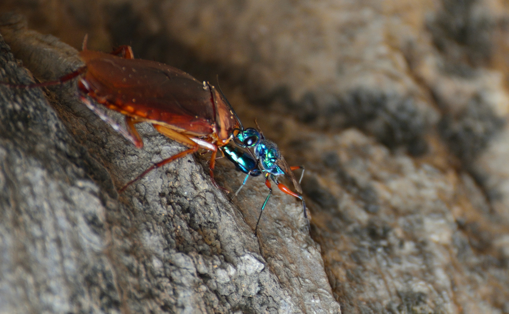 Emerald Cockroach Wasp from lalbagh botanical on January 19, 2013 at 12 ...
