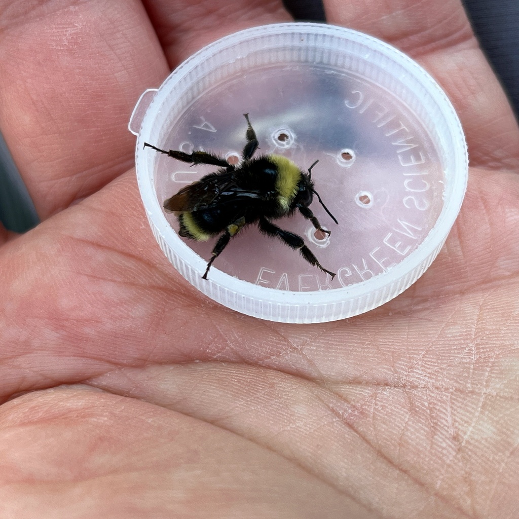 California Bumble Bee from La Habra Heights, CA, US on June 25, 2023 at ...