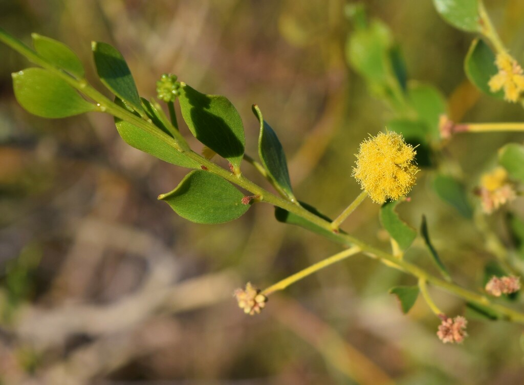 curly-bark wattle from Davenport NT 0872, Australia on June 15, 2017 at ...