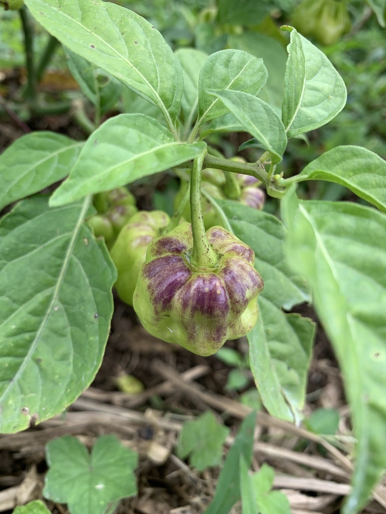aji pepper (Capsicum chinense) - Botanical Realm