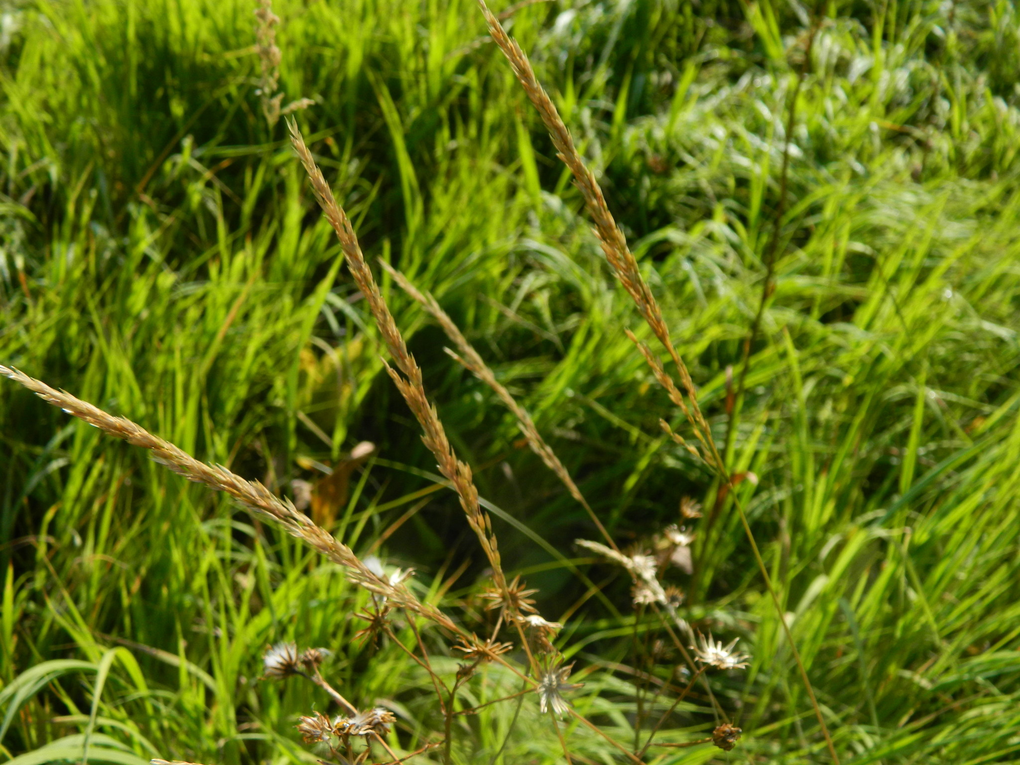 Graphephorum Desv.